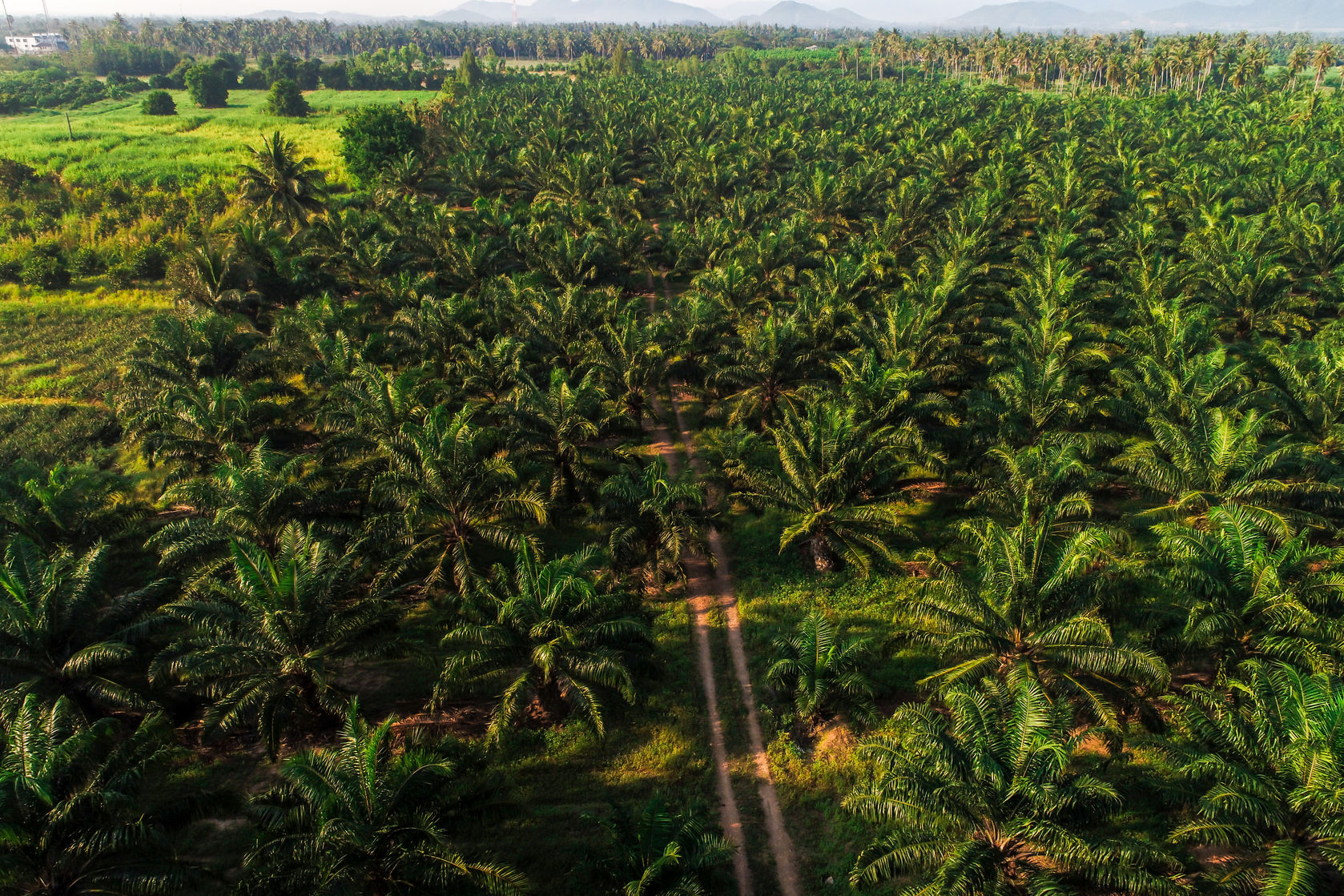 3 Penerapan Smart Sensor pada Industri Perkebunan Kelapa Sawit ...